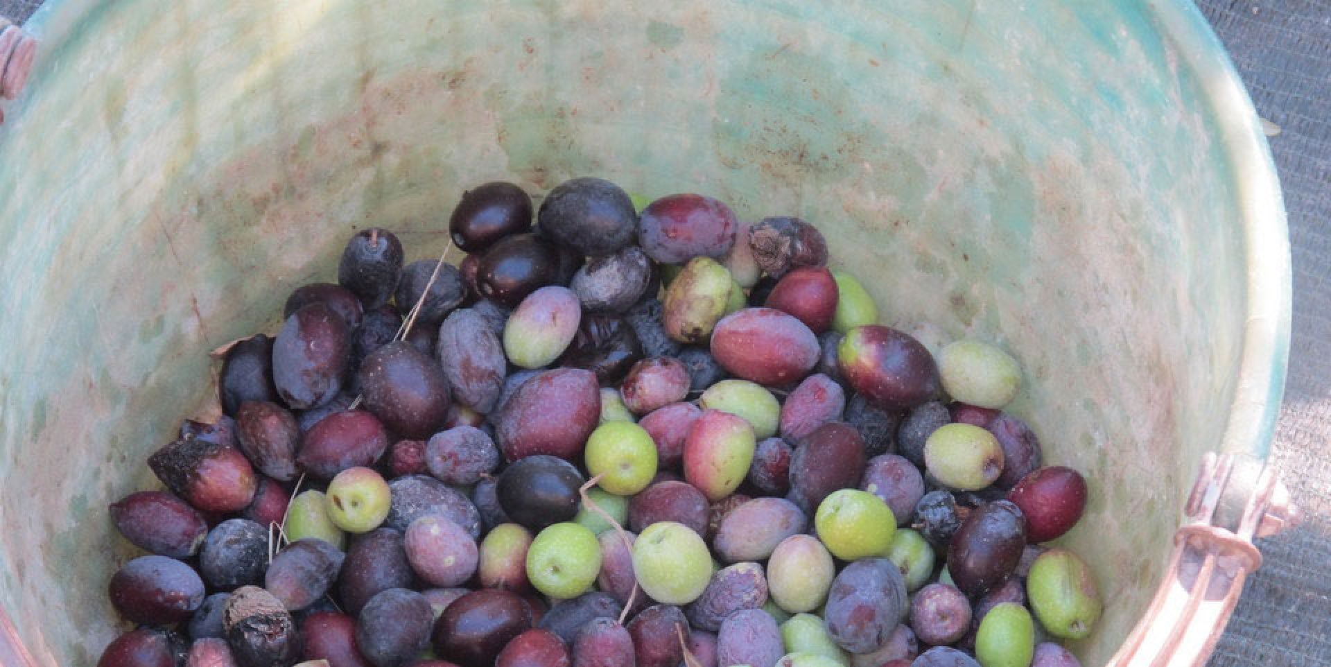 Top 10 Clever Uses for Olive Oil | Flavours Holidays