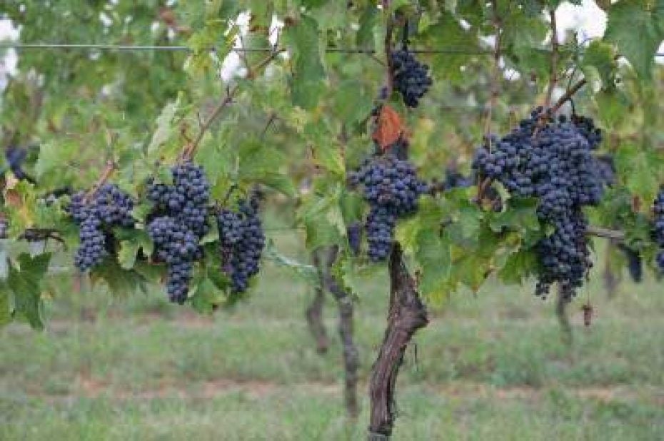 Peter McCombie 'Master of Wine' Recommends... | Flavours Holidays