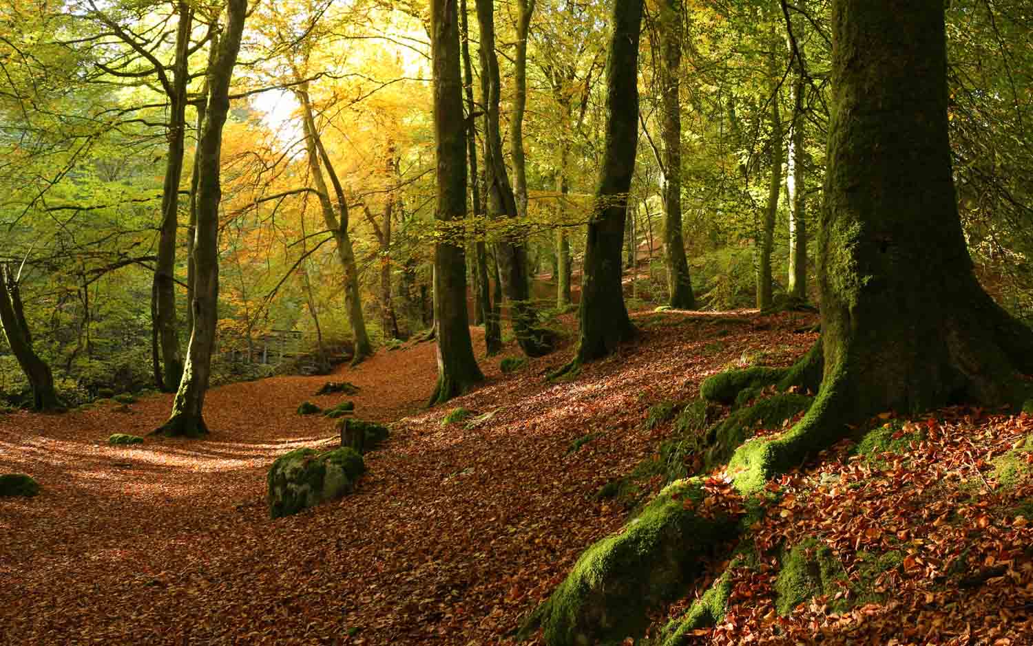 Art of Travel Exhibition - Scotland - Flavours Holidays